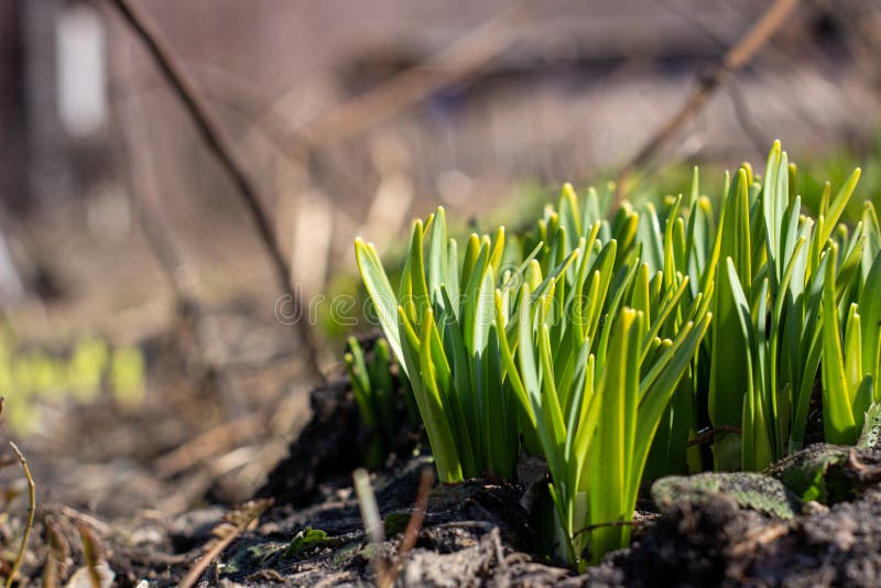 Daffodils Sprout through the Ground in Spring Stock Photo - Image of ...