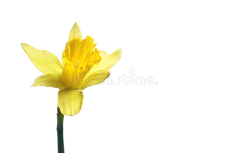 Daffodil plants stock photo. Image of petal, minimalist - 2315068