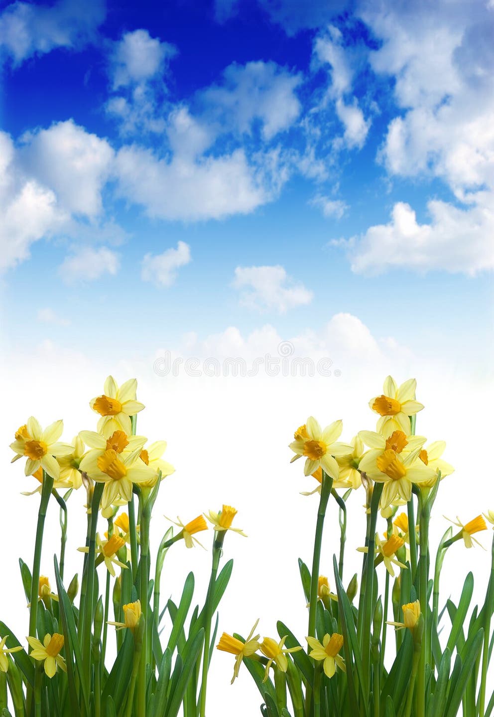 10,944 Daffodils Sunny Stock Photos - Free & Royalty-Free Stock Photos ...