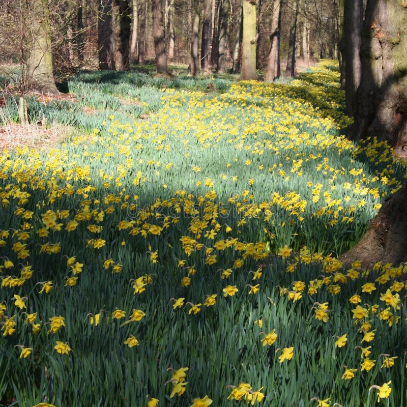 Daffodils in woodland stock photo. Image of flower, nature - 4436026
