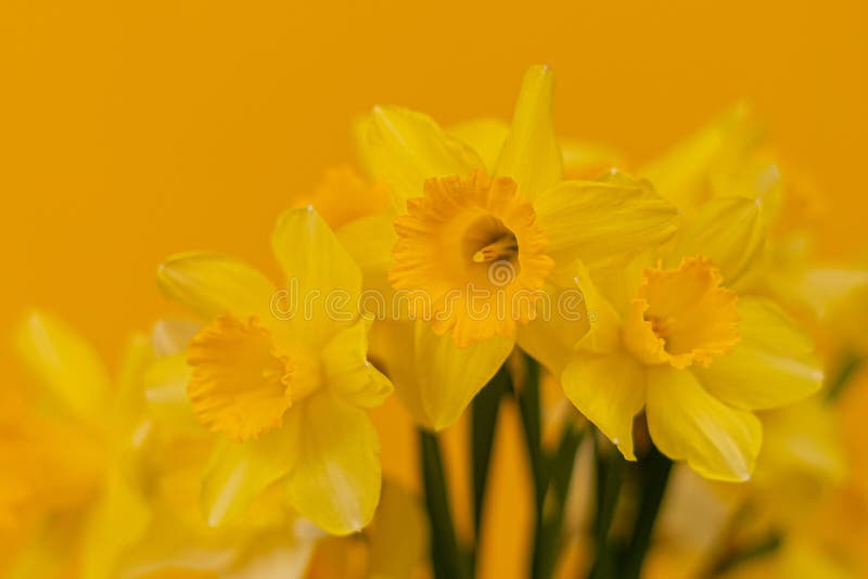 Daffodils on a Yellow Background Stock Photo - Image of season, petal ...