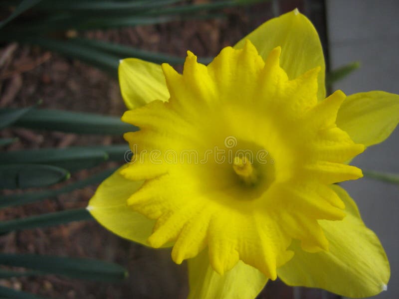Daffodils stock photo. Image of landscape, bulbs, spathe - 173241996