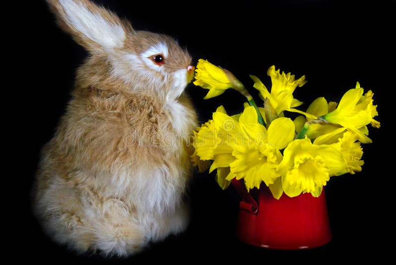 7,206 Daffodil Bud Stock Photos - Free & Royalty-Free Stock Photos from ...