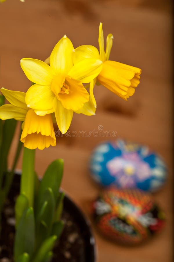 Dafodils stock image. Image of bulb, season, color, dafodil - 18720871