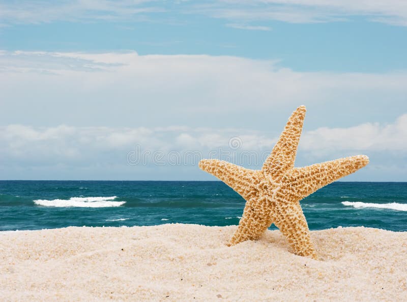 Dag bij het strand stock afbeelding. Image of dier, leven - 18238329
