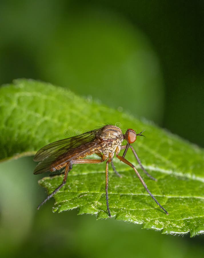 Livida Daggerfly Stock Photos - Free & Royalty-Free Stock Photos from Dreamstime