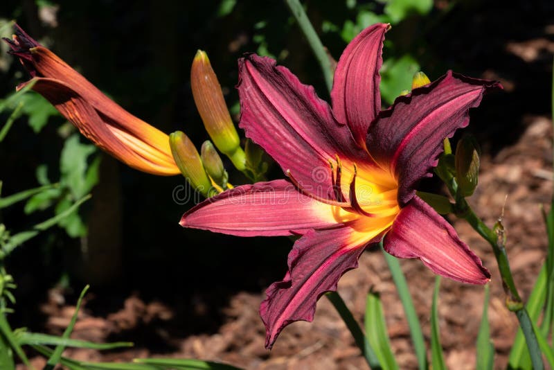 Daglelie, Hemerocallis stock afbeelding. Image of eeuwigdurend - 147539431