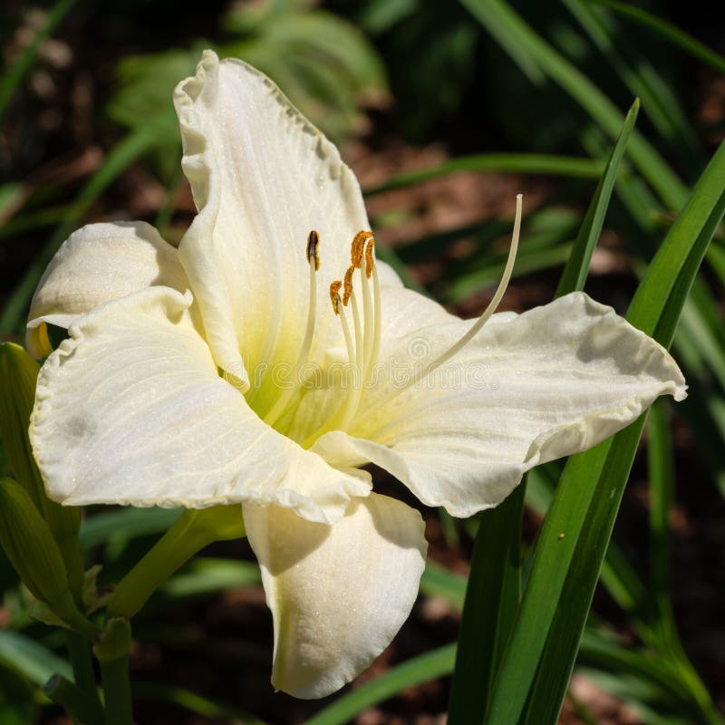 Daglelie, Hemerocallis stock afbeelding. Image of lelie - 147539335