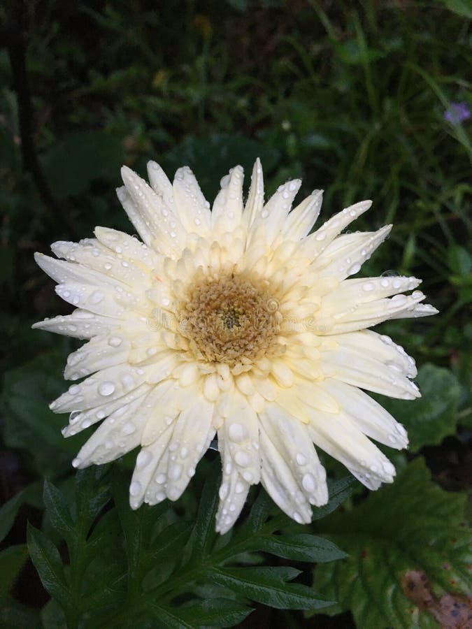 Dahaspethiya stock image. Image of background, lanka - 252140517