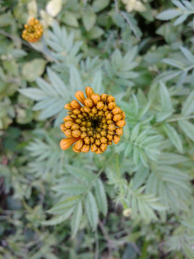 Dahaspethiya stock photo. Image of flower, dahaspethiya - 72940548