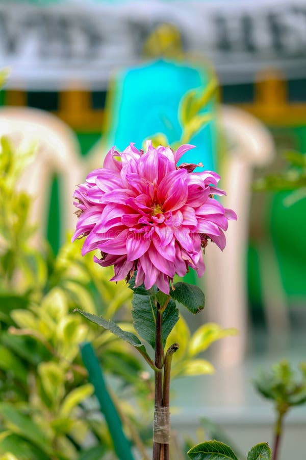 Dahila Plants in Bloom with Color Background in India Stock Photo ...