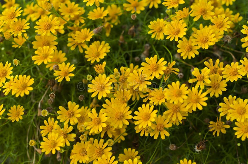 Dahlberg daisy. stock image. Image of grass, color, flowers - 31765695