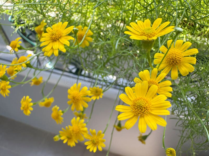 Dahlberg Daisy in Hanging Flower Pot on Condominium Balcony Stock Photo ...