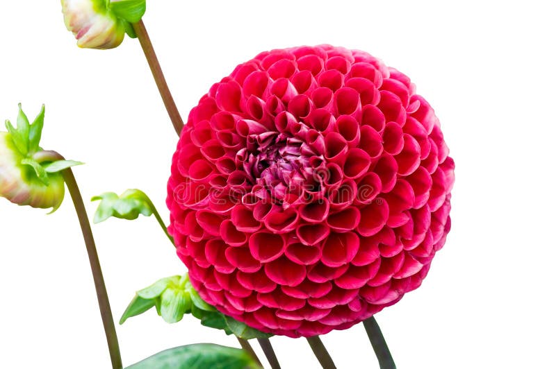 Detailed Close Up of a Beautiful Purple Zippity Do Da Dahlia Flower ...