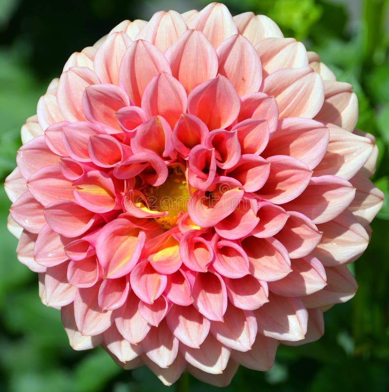 Dahlia rose photo stock. Image du mexico, normal, sensible - 50918080