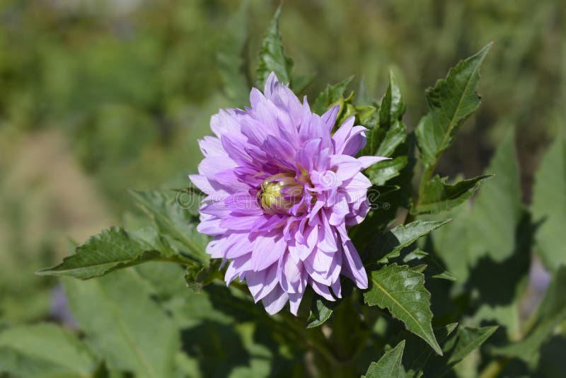 Dahlia Blue Boy stock photo. Image of pink, botany, green - 235547358