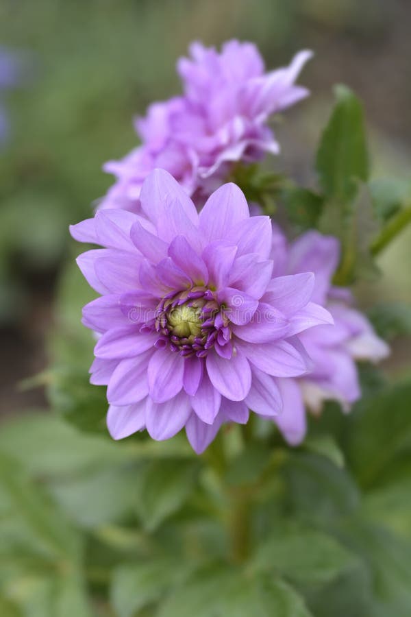 Dahlia Blue Boy stock photo. Image of pink, close, outdoors - 233999552