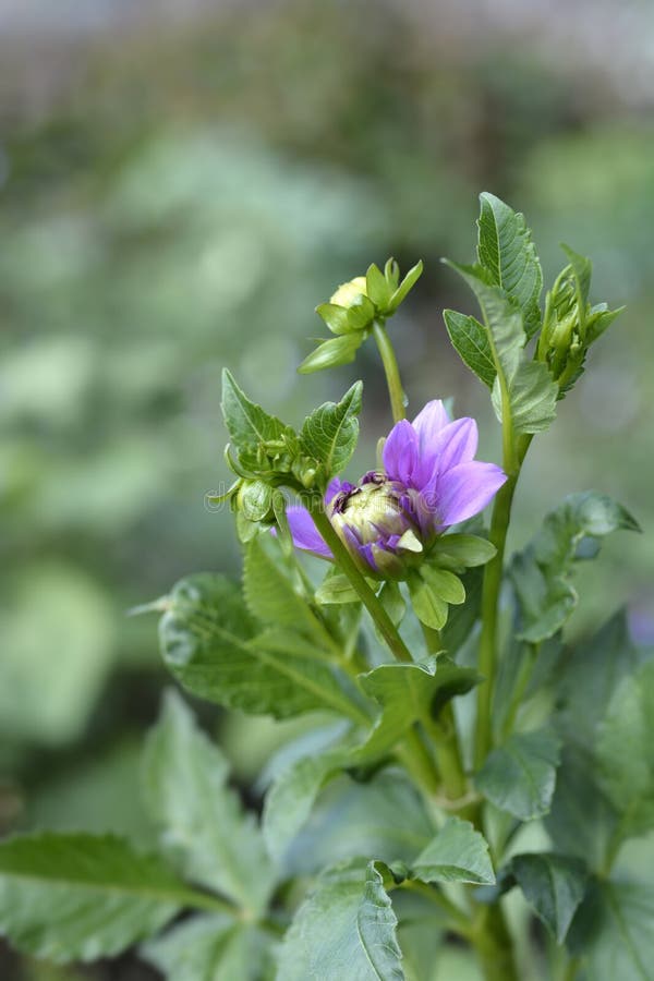 Dahlia Blue Boy stock image. Image of plant, leaf, nature - 235055691