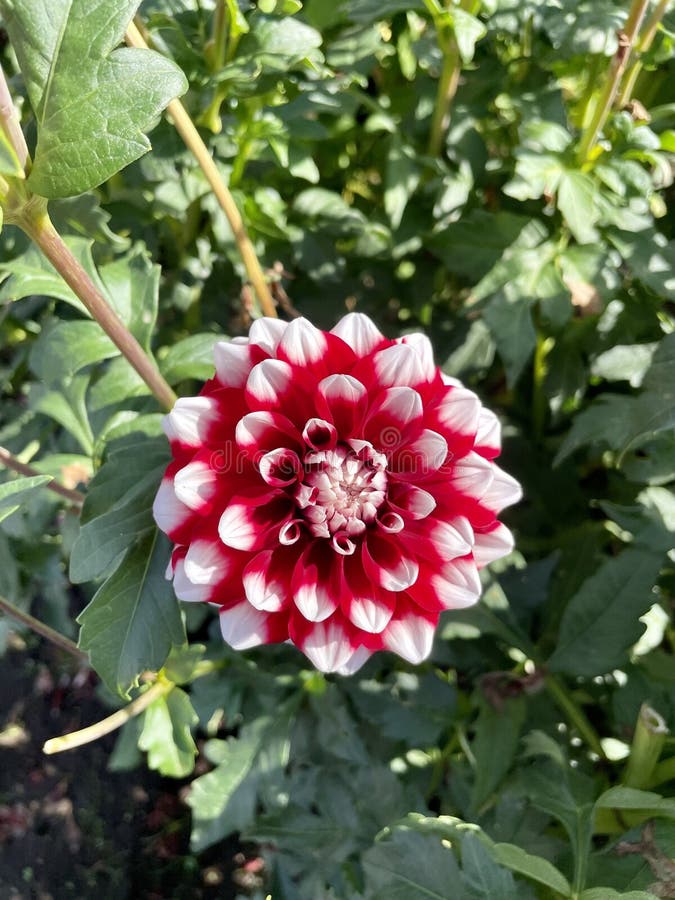 Dahlia Checkers in Full Bloom Stock Photo - Image of beauty, captured ...
