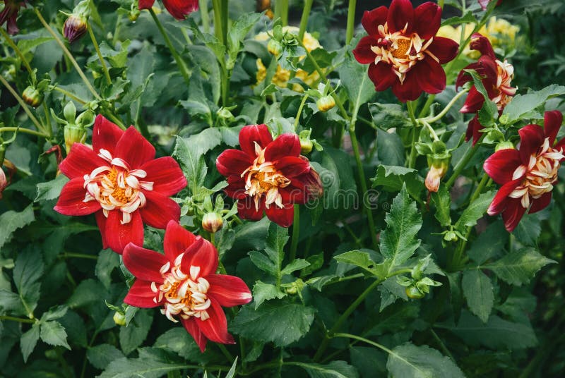 Dahlia Collarette Dandy Blooming Plant in Summer Garden Stock Photo ...