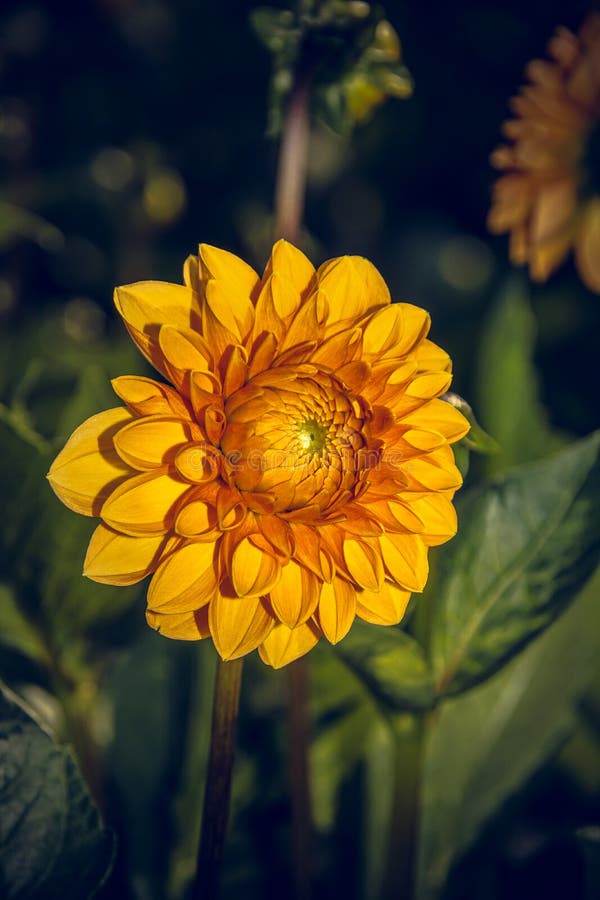 Dahlia stock image. Image of colored, ornamental, autumn - 95633613