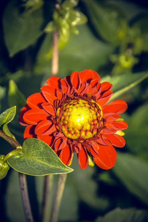 Dahlia stock photo. Image of flourishing, plant, autumn - 95633668
