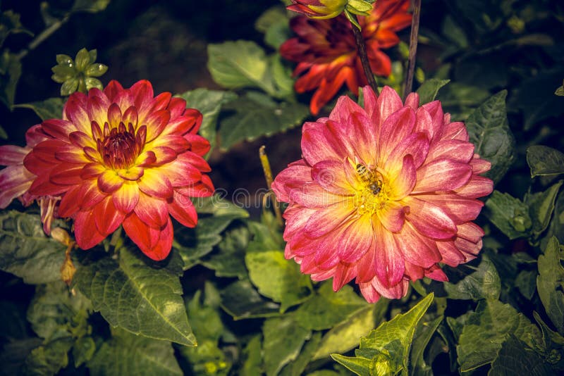 Dahlia stock photo. Image of fall, summer, flower, macro - 95633786