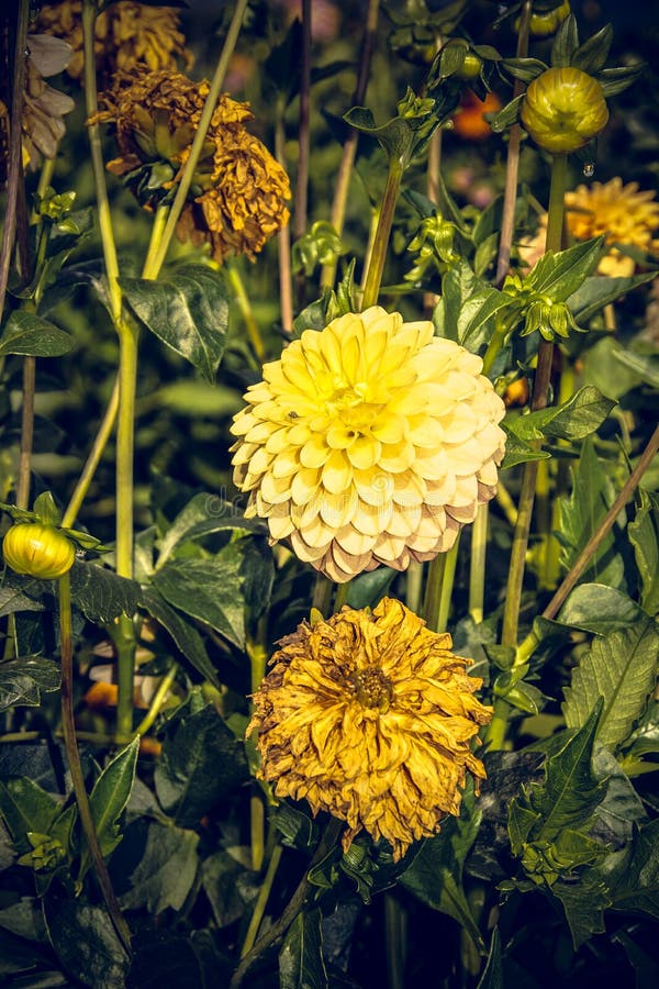 Dahlia stock image. Image of mood, macro, plant, fall - 95634229