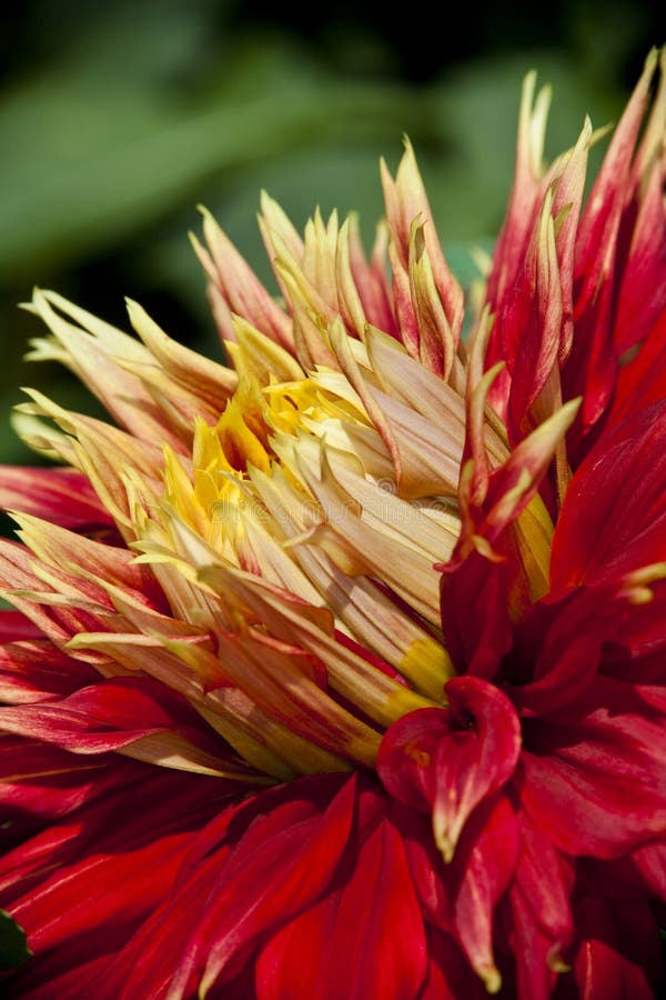 Dahlia flower stock photo. Image of arrangement, bouquet - 13054206