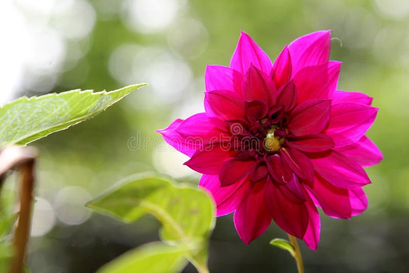 Deliya Flower Beautiful Pink Color Stock Photo - Image of petal, grass ...