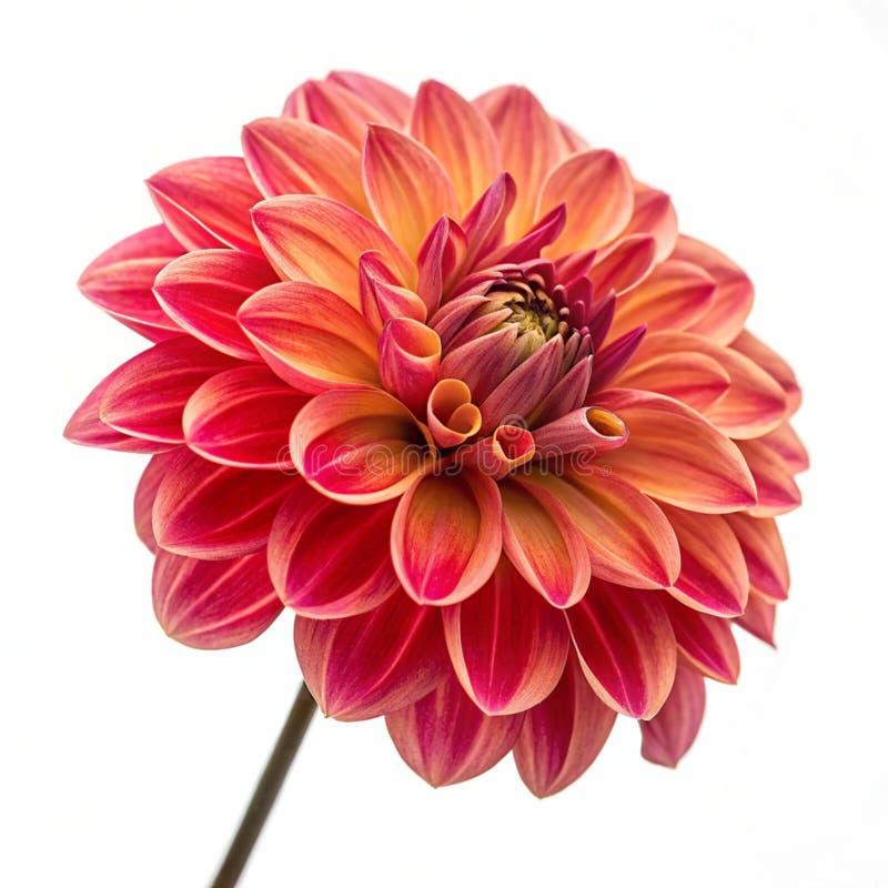 Dahlia Flower Close-up on White Background Stock Illustration ...