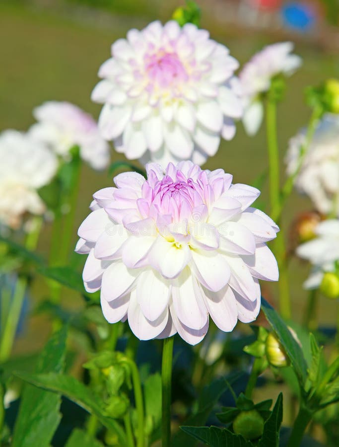 Dahlia flower stock image. Image of dahlia, love, autumn - 33168773