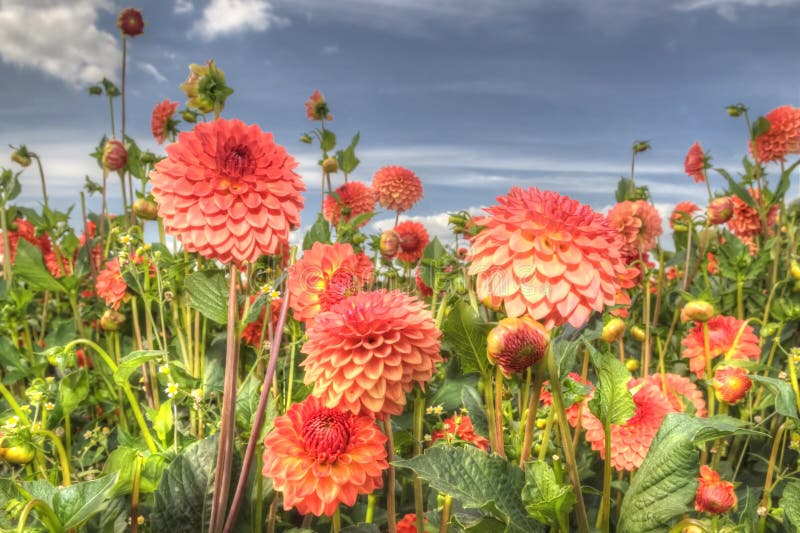 Dahlia Flower Field Picture. Image: 26479086