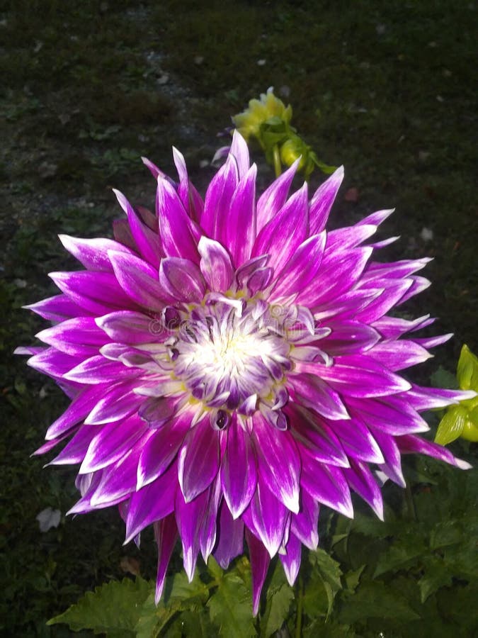 Starburst Dahlia Stock Photos - Free & Royalty-Free Stock Photos from ...