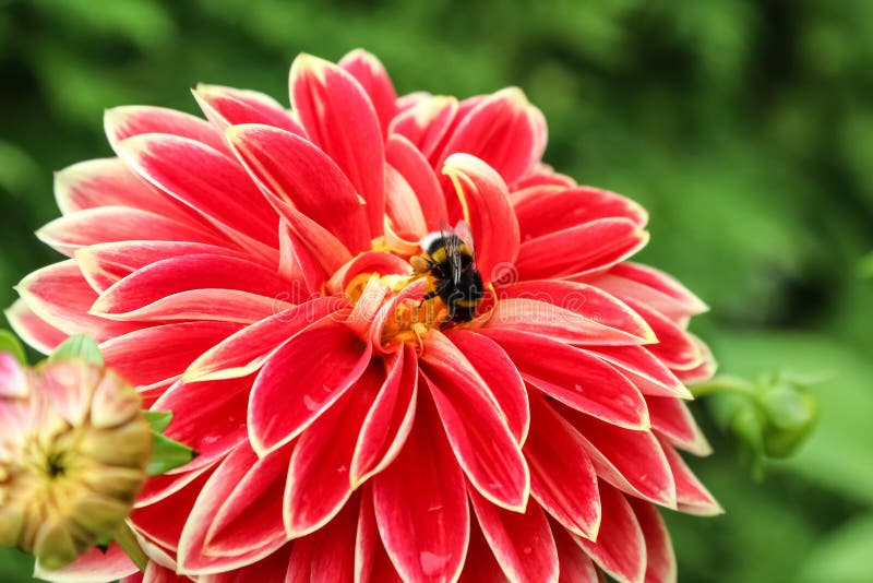Dahlia Flower Georgina with Bee, View Side. Stock Photo - Image of ...
