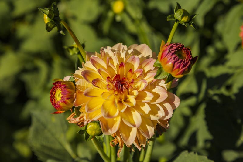Dahlia Flower Grown in Wild Field Stock Image - Image of beauty ...