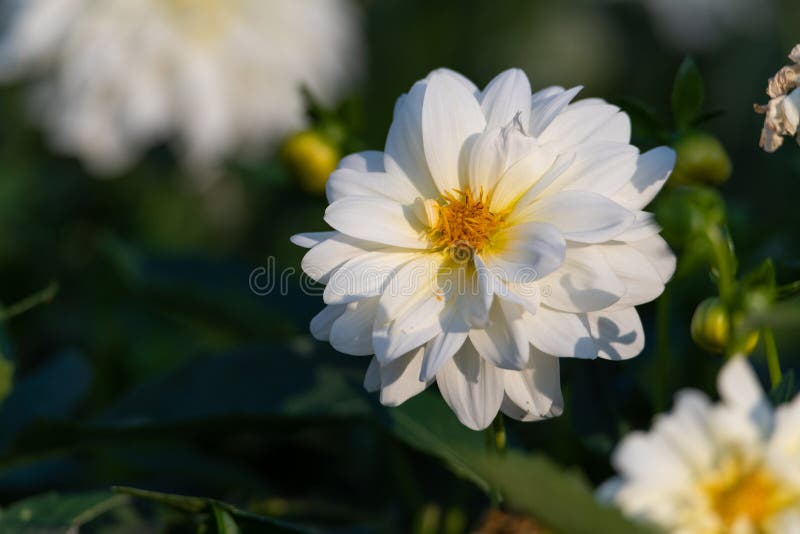 Single Dahlia Flower in Macro View Stock Image - Image of daisy, bright ...