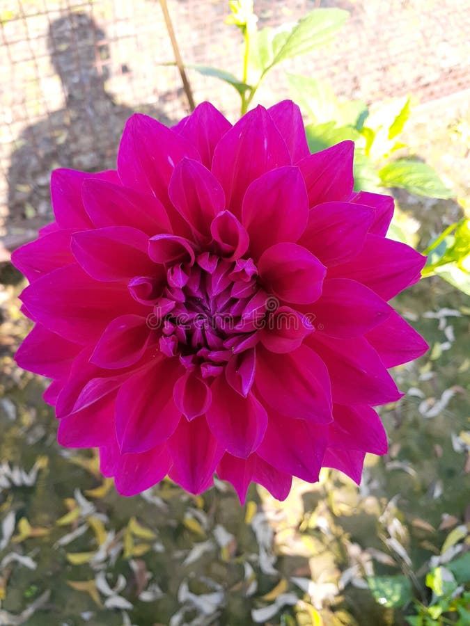 Dahlia Flower Maroon Color Butifull Stock Image - Image of flower ...