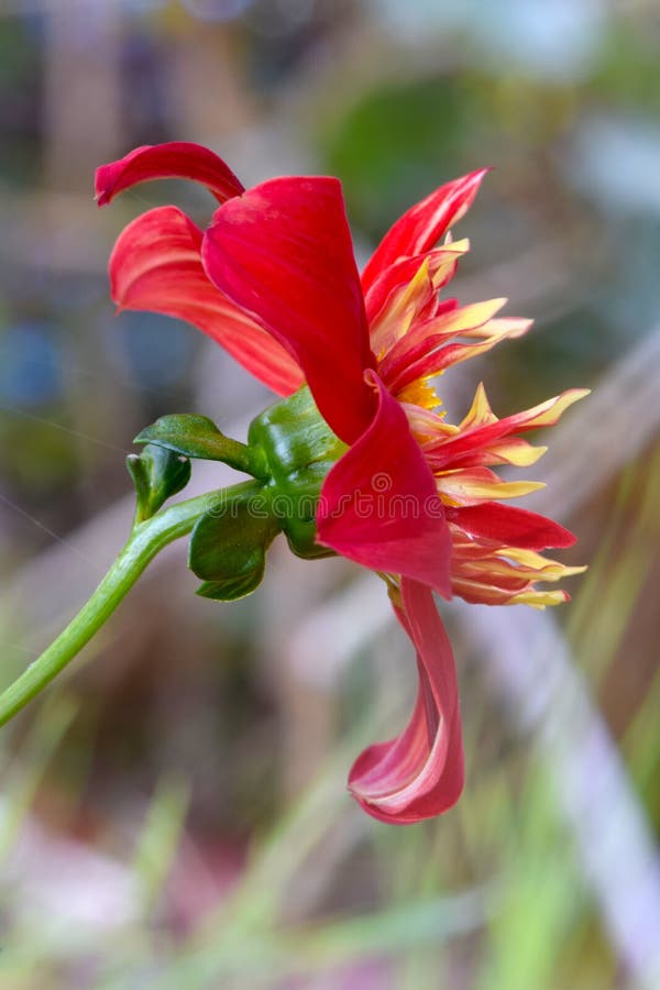 Red Dahlia Flower Profile 02 Stock Image - Image of wildflower ...