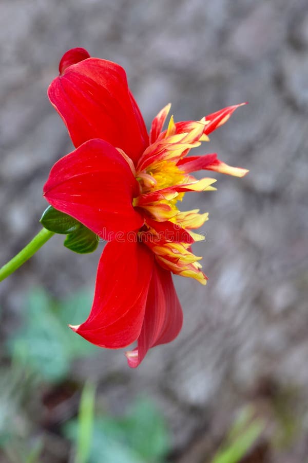 Red Dahlia Flower Profile 04 Stock Photo - Image of botanical, nature ...