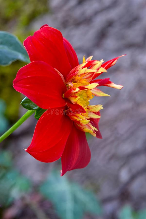 Red Dahlia Flower Profile 05 Stock Image - Image of perennial ...