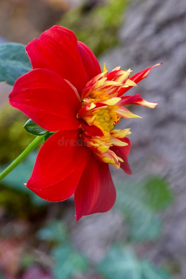 Red Dahlia Flower Profile 06 Stock Image - Image of floral, pinnata ...