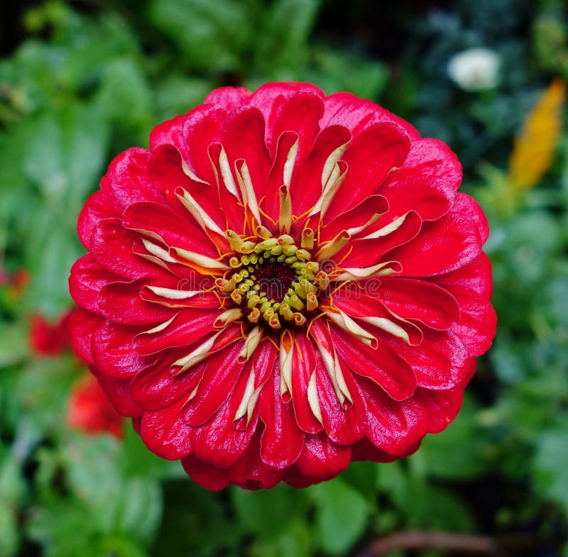 Dahlia Flower roja. imagen de archivo. Imagen de modelo - 36358325