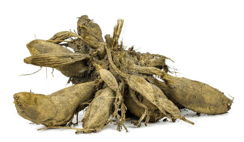 Flower with roots stock image. Image of soil, cross, flower - 42562065