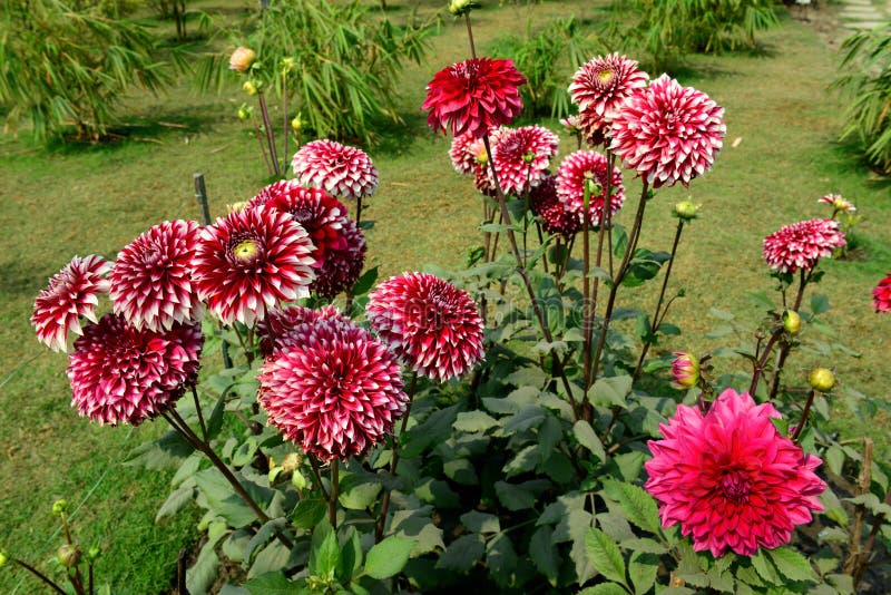 Dahlia Flowers stock image. Image of macro, detailed - 37892177