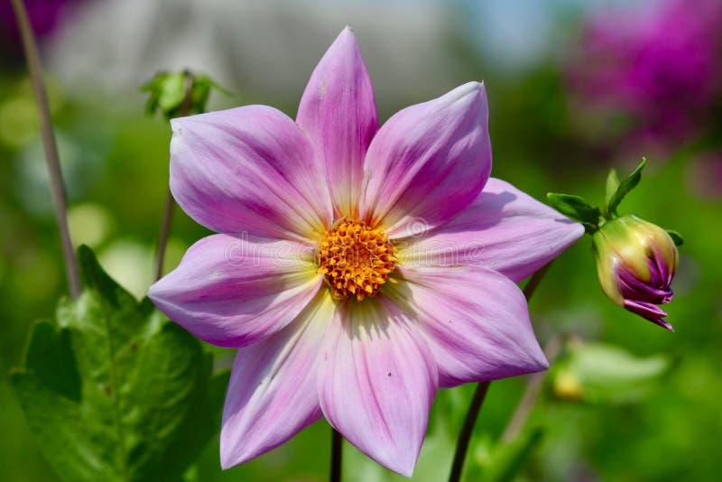 Dahlia stock image. Image of plant, botanical, fresh - 98006025