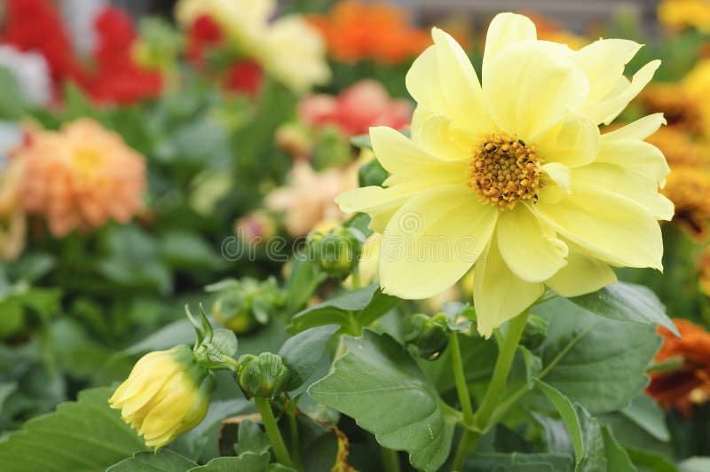 Dahlia hybrida stock photo. Image of dahlia, flower, garden - 23016958
