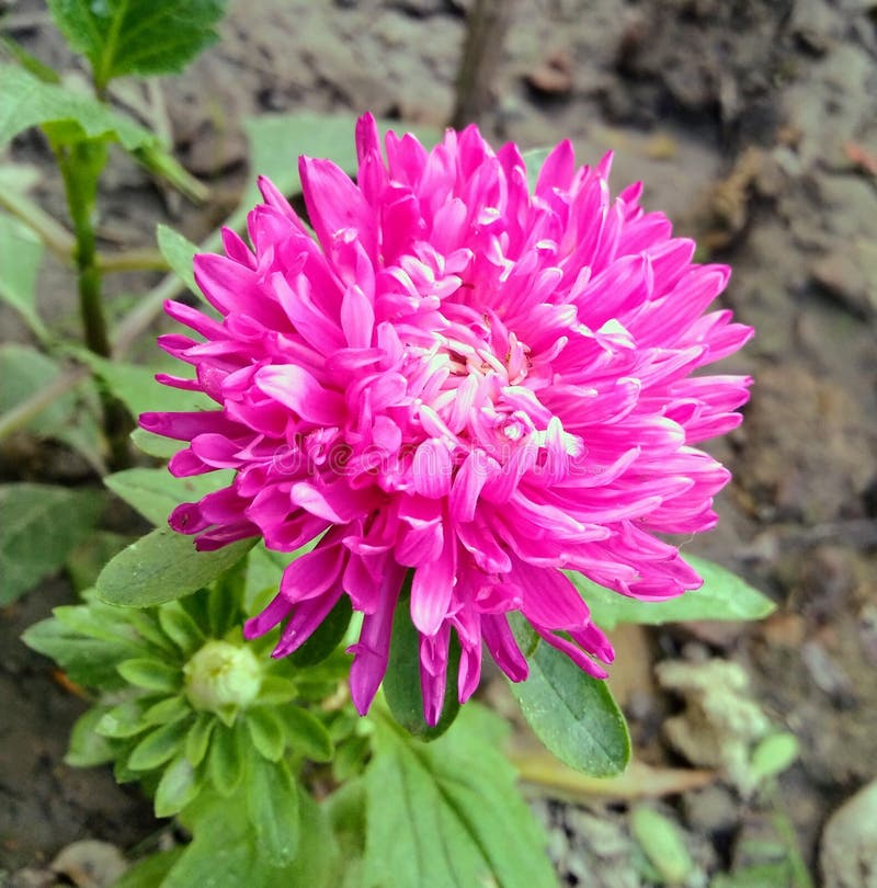 Dahlia Magenta Colour Flower Stock Photo - Image of flower, magenta ...