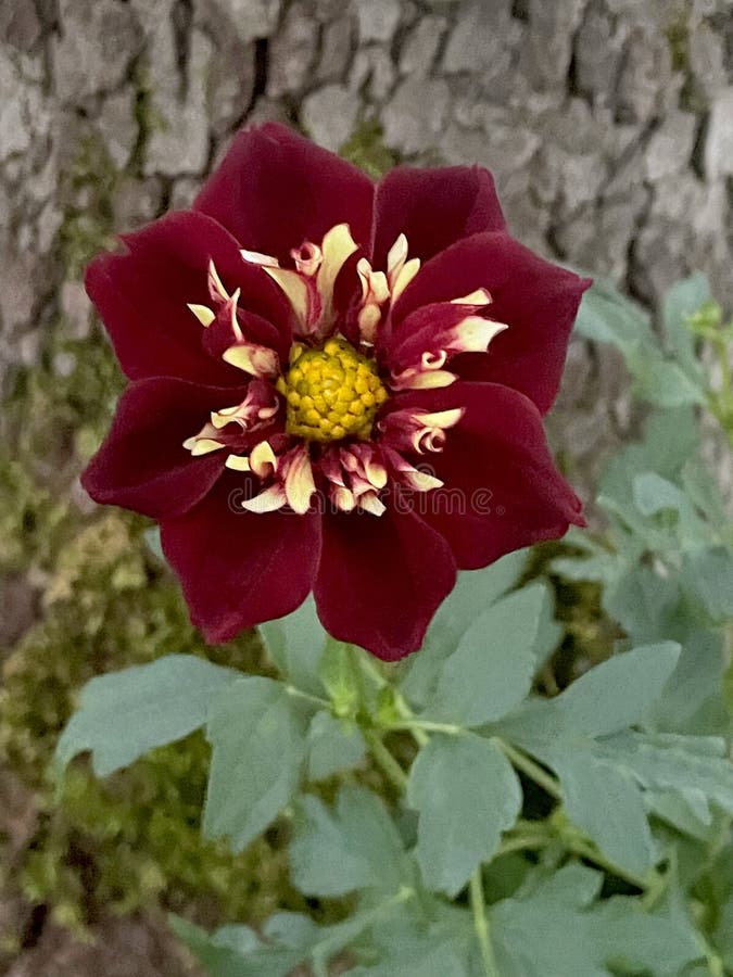 Dahlia Maroon Flower Blossoms 04 Stock Photo - Image of flower, dahlia ...