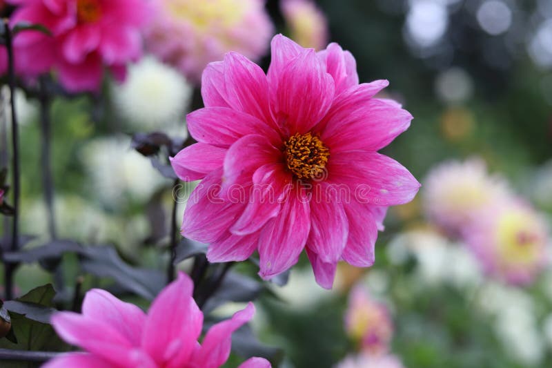 Dahlia Pink Flowers in the Garden, Background. Stock Image - Image of ...
